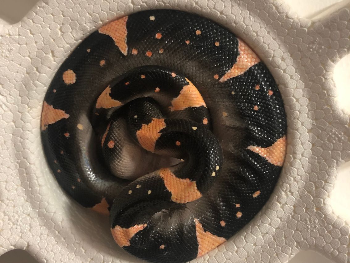 Polly Morgan Exhibitions at leading galleries | Ocula