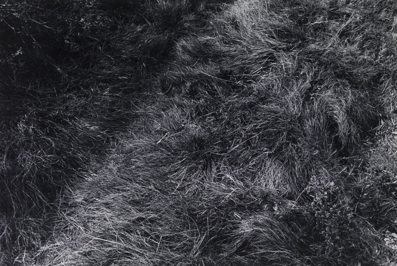 Quo Ying-Sheng's Art For Sale, Exhibitions & Biography | Ocula Artist