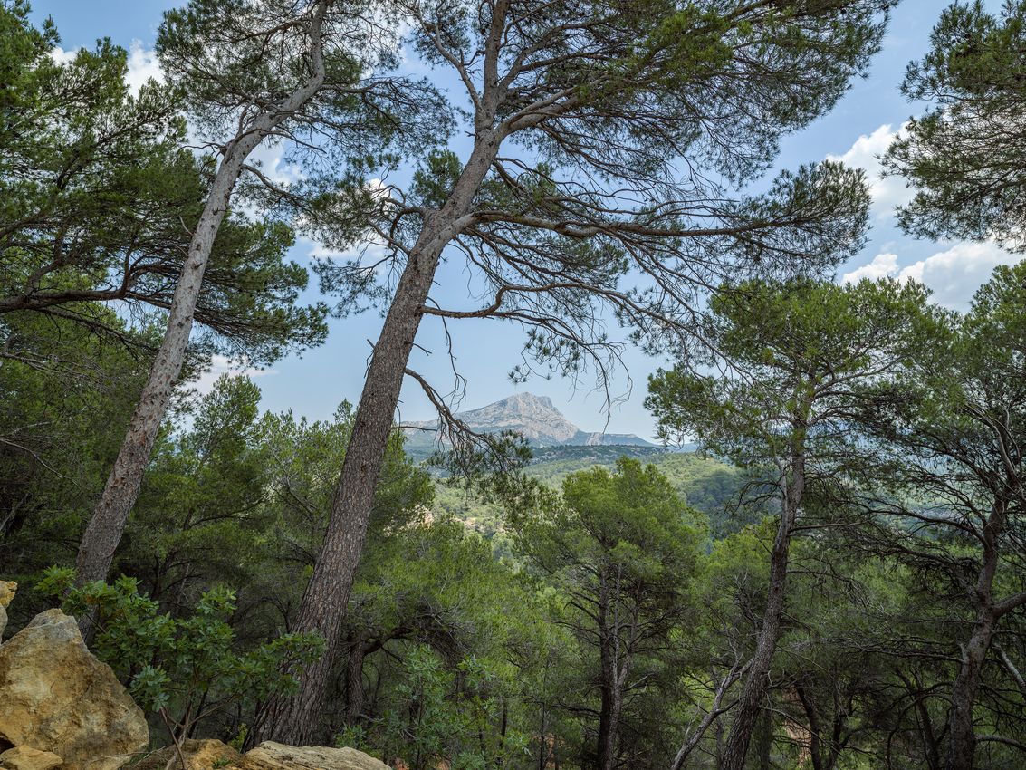 Boomoon's Art For Sale, Exhibitions & Biography | Ocula Artist