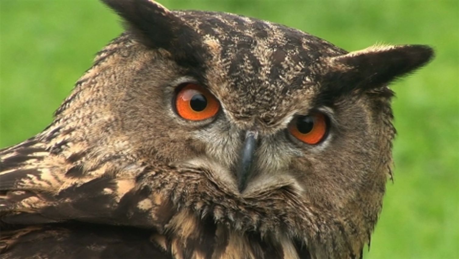 Parker Ito's Art For Sale, Exhibitions & Biography | Ocula Artist